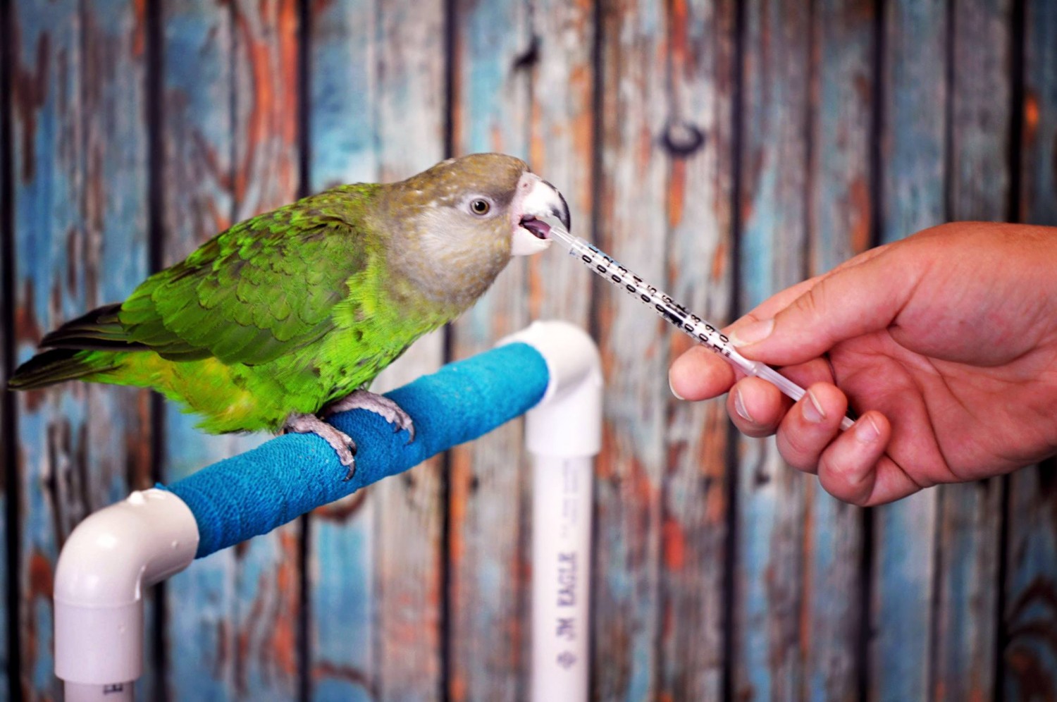 Bird Health Medicine at Lisa Cunningham blog